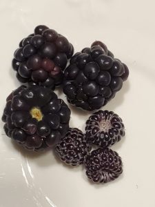Are Blackberries and Black Raspberries the Same? - The Grow Monster