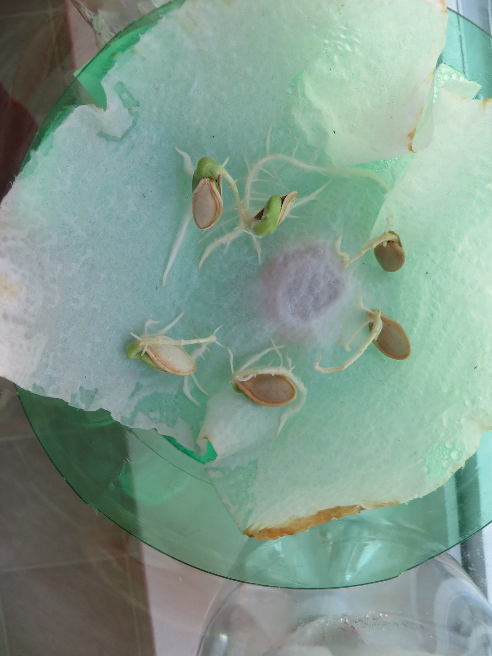 How to Germinate Seeds Quickly and Easily for Beginners - The Grow Monster