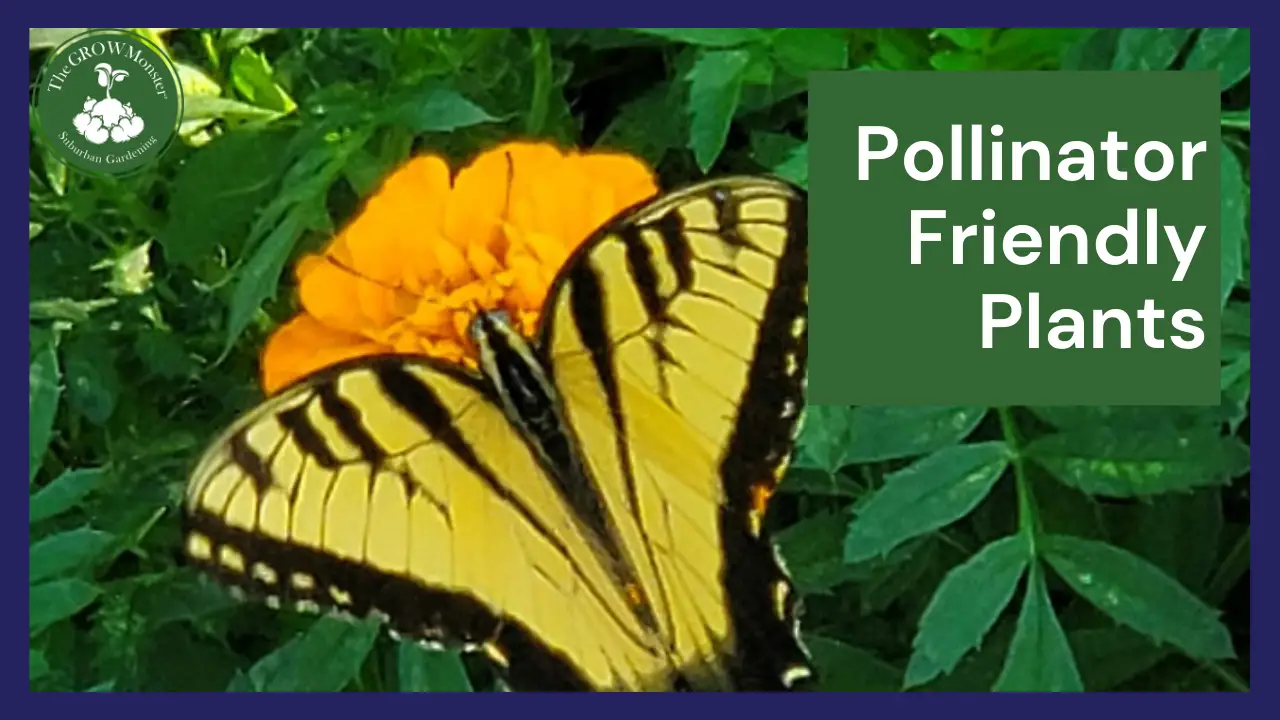 Pollinator Friendly Plants - The Grow Monster
