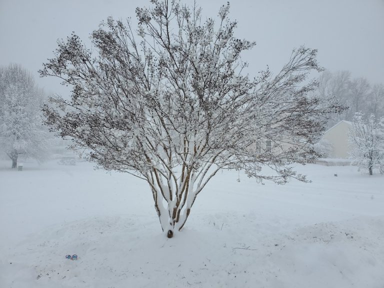 Heavy Snow Weighing Down Crape Myrtle? 3 Steps to Save the Crape - The ...