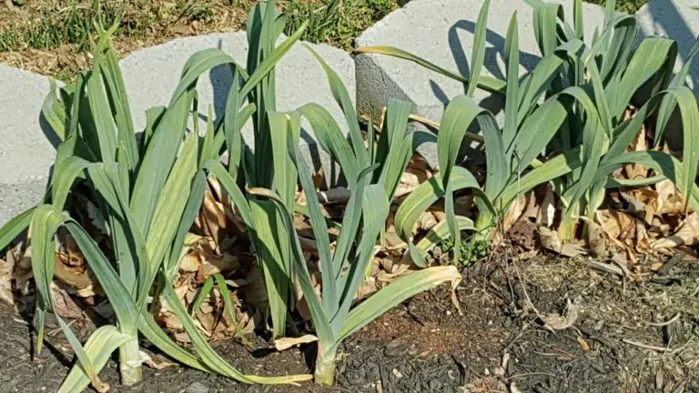 Is it Too Late to Plant Alliums: 3 Tips to Plant All Year! - The Grow ...