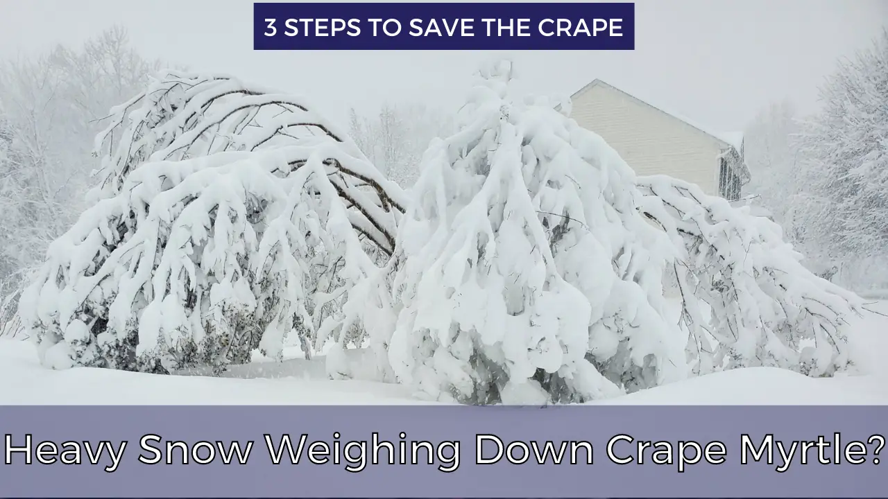 Heavy Snow Weighing Down Crape Myrtle? 3 Steps to Save the Crape - The ...