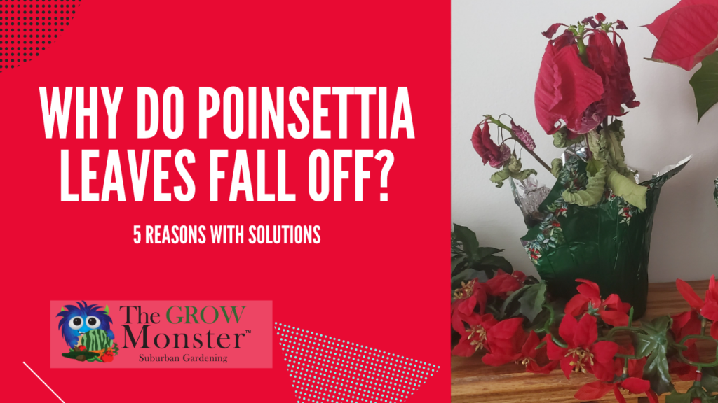 Why Do Poinsettia Leaves Fall Off 5 Reasons With Solutions The Grow
