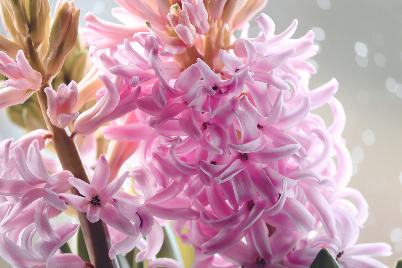 Is It Too Late to Plant Hyacinths? 1 Important Factor - The Grow Monster