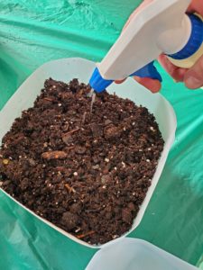 The Definitive Guide to Winter Sowing - 9 Easy Steps with Photos - The ...