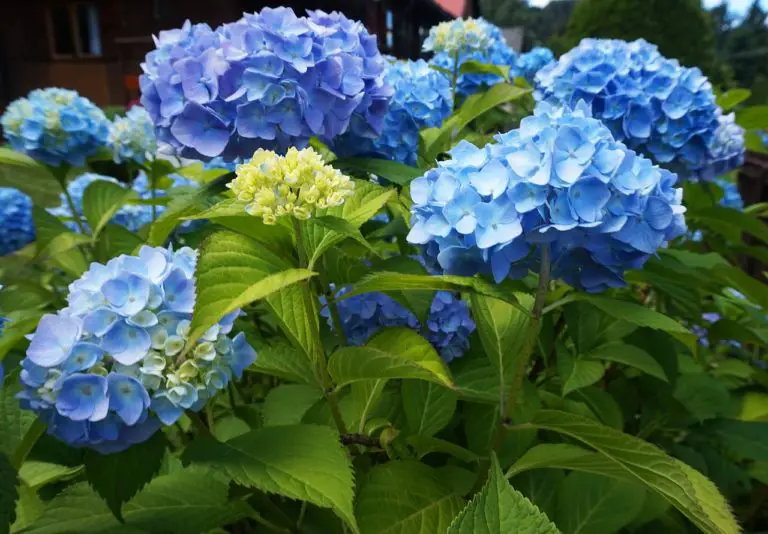 How Much Sun do Hydrangeas Need? - The Grow Monster
