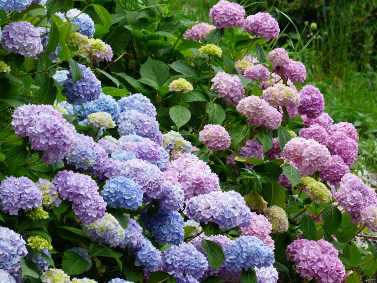 Where is the Best Place to Plant a Hydrangea? (Answered) - The Grow Monster